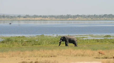 African elephant on the bank of the Nile... | Stock Video | Pond5