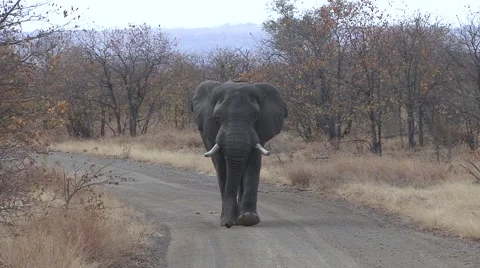 African Elephant Bull Adult Aggressive K... | Stock Video | Pond5