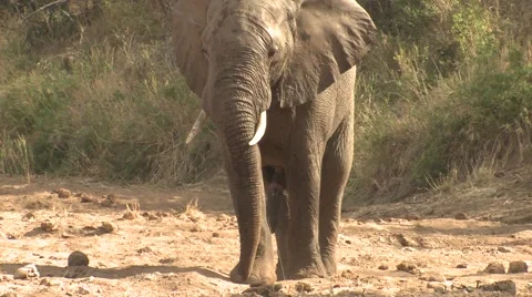 African Elephant Bull Adult Urinating Kr... | Stock Video | Pond5