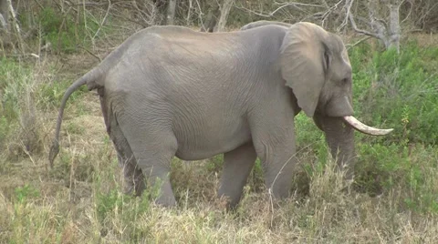 Elephant Pooping Stock Video Footage | Royalty Free Elephant Pooping ...