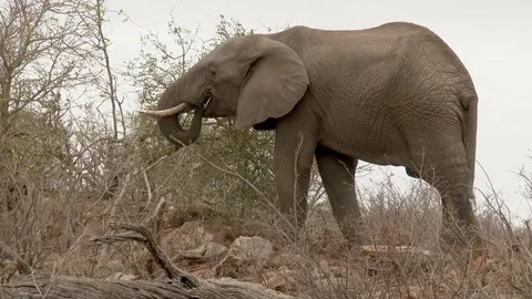African Elephant eating twigs, full body... | Stock Video | Pond5