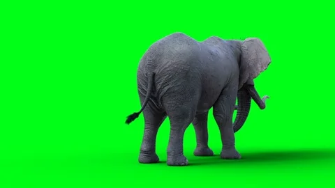 Elephant Green Screen Stock Footage ~ Royalty Free Stock Videos | Pond5