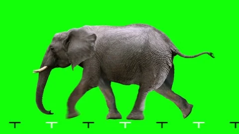 Running Animal Green Screen Stock Video Footage | Royalty Free Running ...