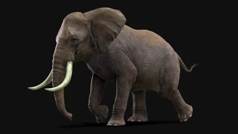 African elephant running realistic anima... | Stock Video | Pond5