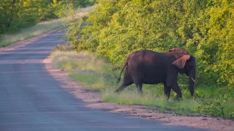 African elephant straying from asphalt r... | Stock Video | Pond5