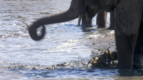 African Elephant Trunk Throw Water and M... | Stock Video | Pond5