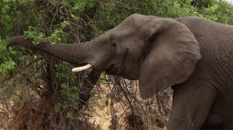 African elephant using his trunk to eat ... | Stock Video | Pond5