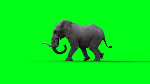 African elephant walk. Green screen 4k. | Stock Video | Pond5