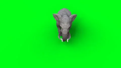 Elephant Green Screen Stock Footage ~ Royalty Free Stock Videos | Pond5