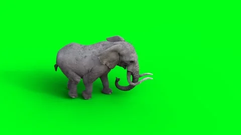 Elephant Green Screen Stock Footage ~ Royalty Free Stock Videos | Pond5