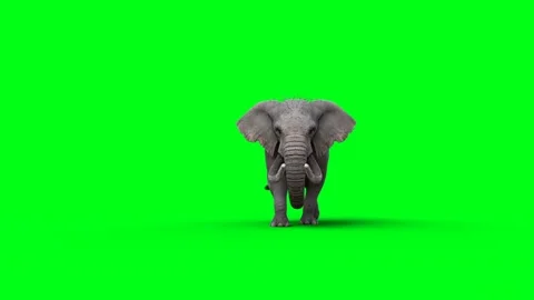 African elephant walk. Green screen 4k. | Stock Video | Pond5