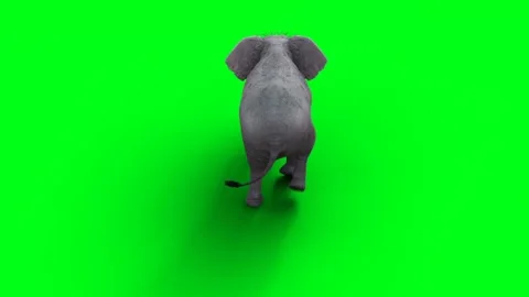 Elephant Green Screen Stock Footage ~ Royalty Free Stock Videos | Pond5