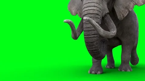 African elephant walk. Green screen 4k. | Stock Video | Pond5