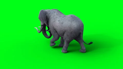 Elephant Green Screen Stock Footage ~ Royalty Free Stock Videos | Pond5