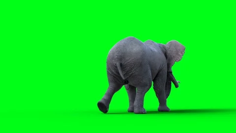 Elephant Green Screen Stock Footage ~ Royalty Free Stock Videos | Pond5