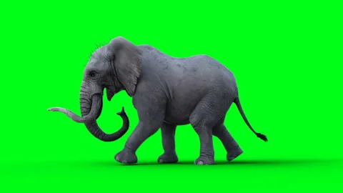 African elephant walk. Green screen 4k. | Stock Video | Pond5