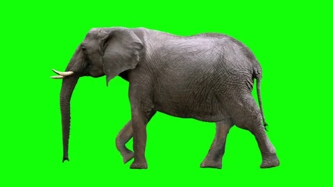 African elephant walking on green screen... | Stock Video | Pond5