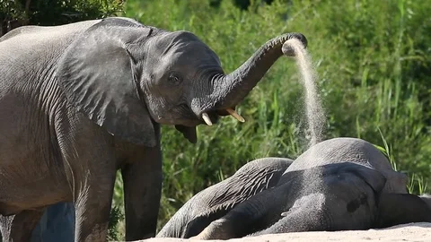 African Elephants playing by throwing sa... | Stock Video | Pond5