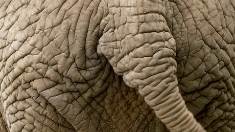 African elephant's tail | Stock Video | Pond5