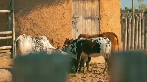 African farm with a little cattle ranch ... | Stock Video | Pond5