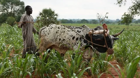 African Farmers Stock Video Footage | Royalty Free African Farmers ...