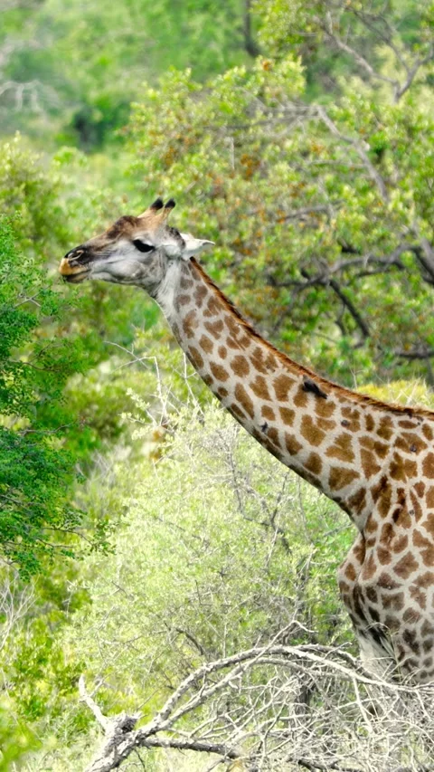 African Giraffe eating tree leaves in ju... | Stock Video | Pond5