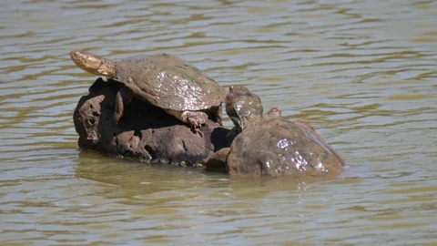 African helmeted turtle pushing the othe... | Stock Video | Pond5