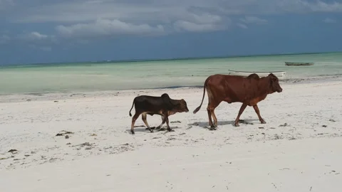 African Humpback Cow with Calf Walks on ... | Stock Video | Pond5