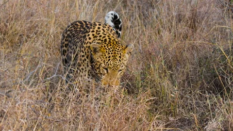 African Leopard Sniffing Food On The Gra... | Stock Video | Pond5