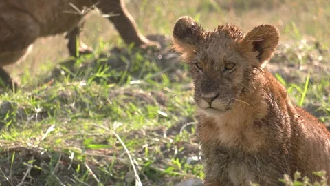 African Lion Cub, dirty face, Tanzania, ... | Stock Video | Pond5