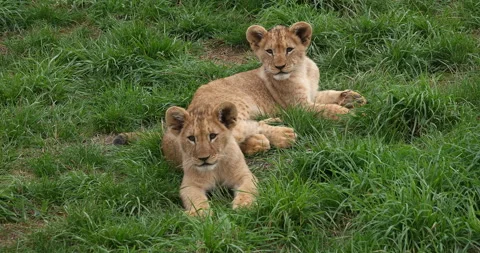 African Lion, panthera leo, Cub, Real Ti... | Stock Video | Pond5