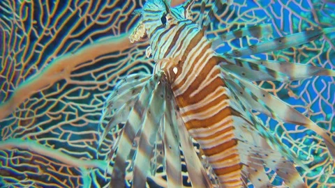 African Lionfish on Coral Reef | Stock Video | Pond5