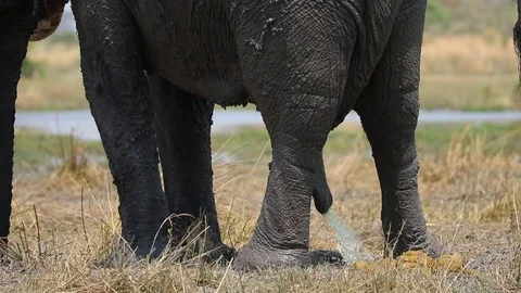 African male elephant peeing urinating f... | Stock Video | Pond5