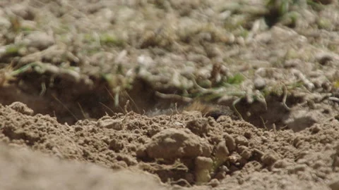 African mole rat digging in ground, Ethi... | Stock Video | Pond5