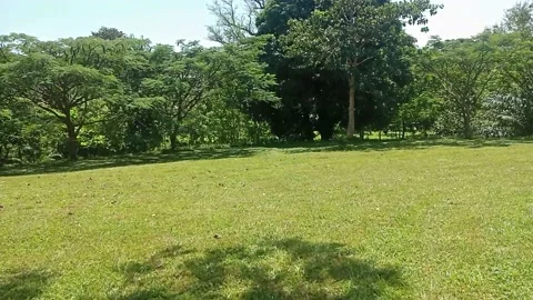 African Nature Stock Video Footage | Royalty Free African Nature Videos ...