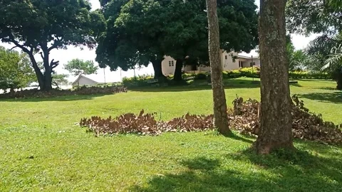 African Nature Stock Video Footage | Royalty Free African Nature Videos ...