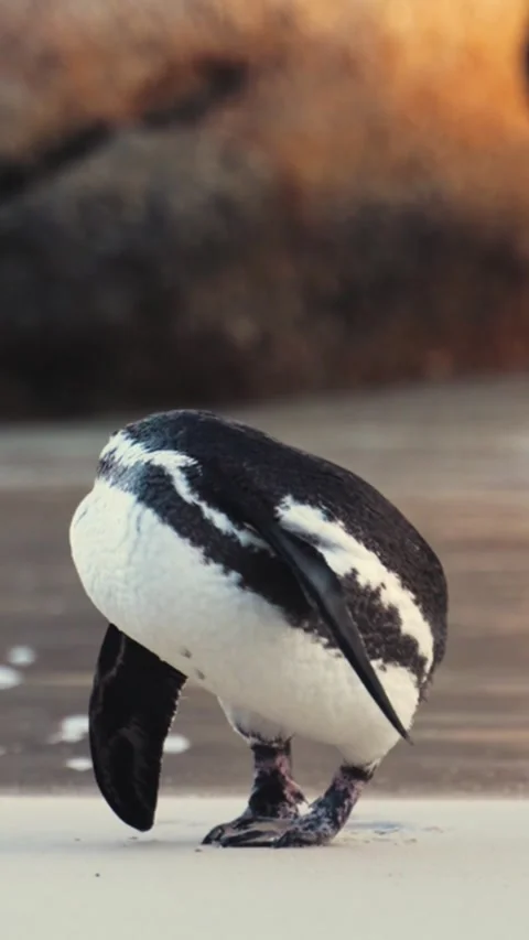 Spread Legs Beach Stock Videos – Royalty-Free HD & 4K Videos | Pond5