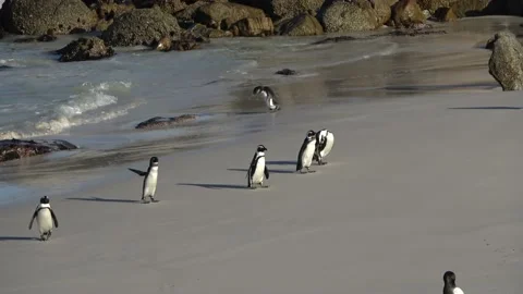 African Penguin group coming out from th... | Stock Video | Pond5