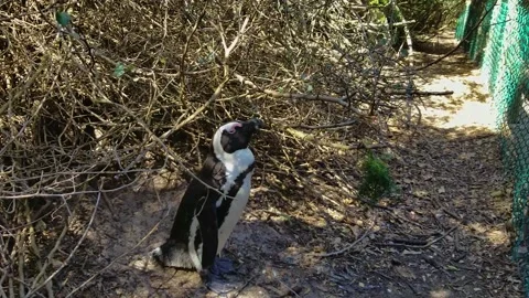 African Penguin Relaxing in Beach Vegeta... | Stock Video | Pond5