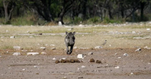 African pig Warthog in Etosha, Namibia A... | Stock Video | Pond5
