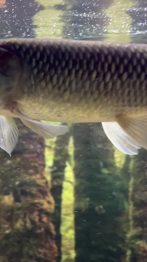 Small Armored Fish Stock Videos – Royalty-Free HD & 4K Videos