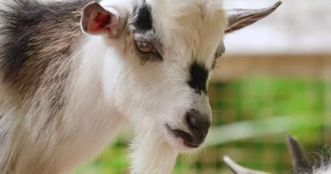 African Pygmy Goat is the world's smalle... | Stock Video | Pond5