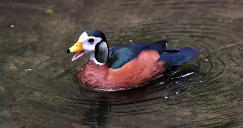 An African pygmy goose perching duck fro... | Stock Video | Pond5