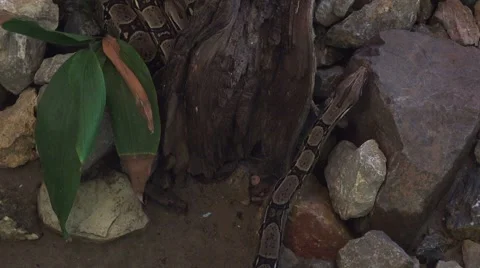 African Rock Python Stock Video Footage | Royalty Free African Rock ...