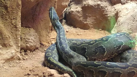 African Rock Python Stock Video Footage | Royalty Free African Rock ...