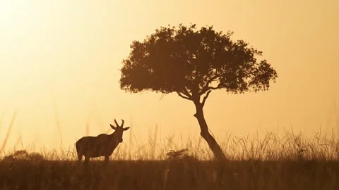 African safari animal Topi alone at suns... | Stock Video | Pond5