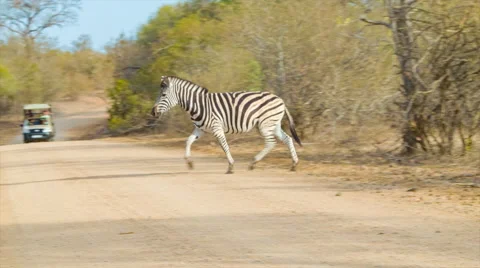 African Safari with Zebra Crossing Road | Stock Video | Pond5
