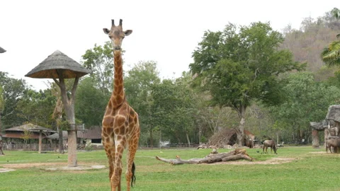 Animals In Savanna Stock Videos – Royalty-Free HD & 4K Videos | Pond5