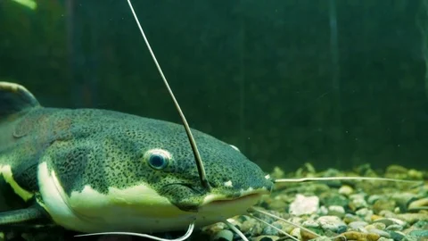 African sharptooth catfish. Aquarium fis... | Stock Video | Pond5