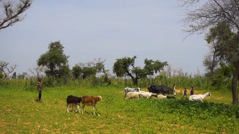 Niger African Boy Stock Videos – Royalty-Free HD & 4K Videos